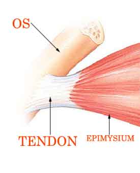 Tendons :: Sports, corps et bien être